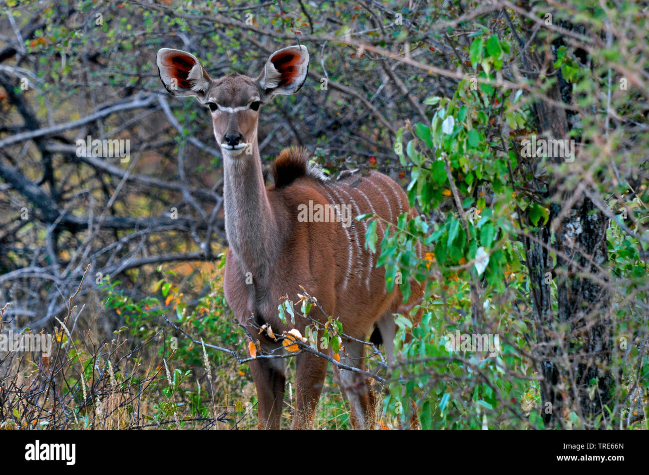 greater kudu (Tragelaphus strepsiceros), female in thicket, Namibia ...