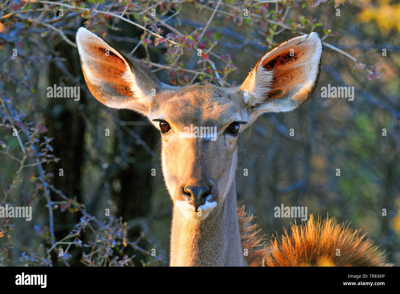 greater kudu (Tragelaphus strepsiceros), female in thicket, Namibia ...