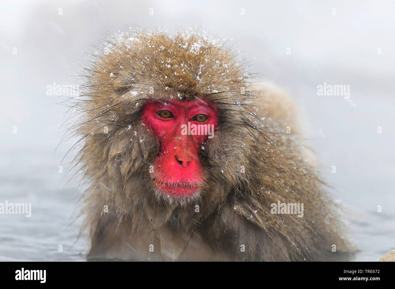 Japanese macaque, snow monkey (Macaca fuscata), bathing in a hot spring ...