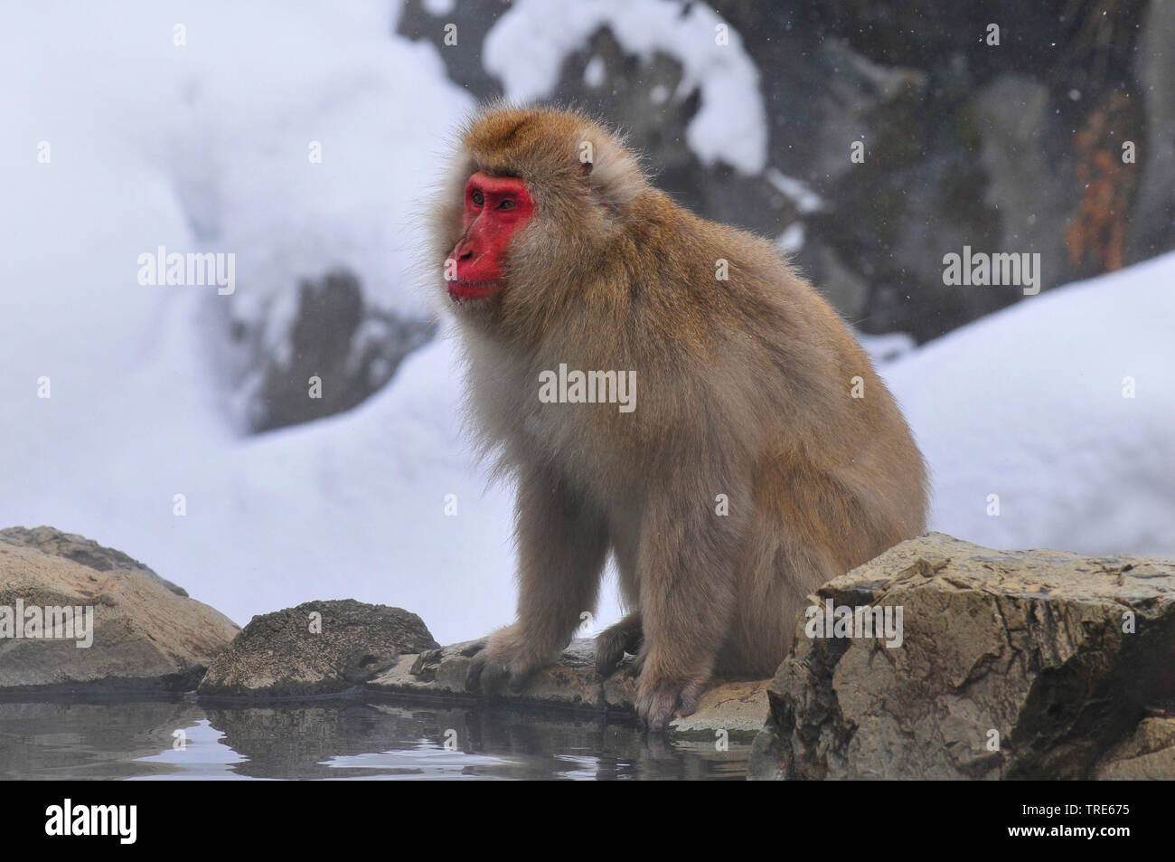 Japanese macaque, snow monkey (Macaca fuscata), sitting at the ...