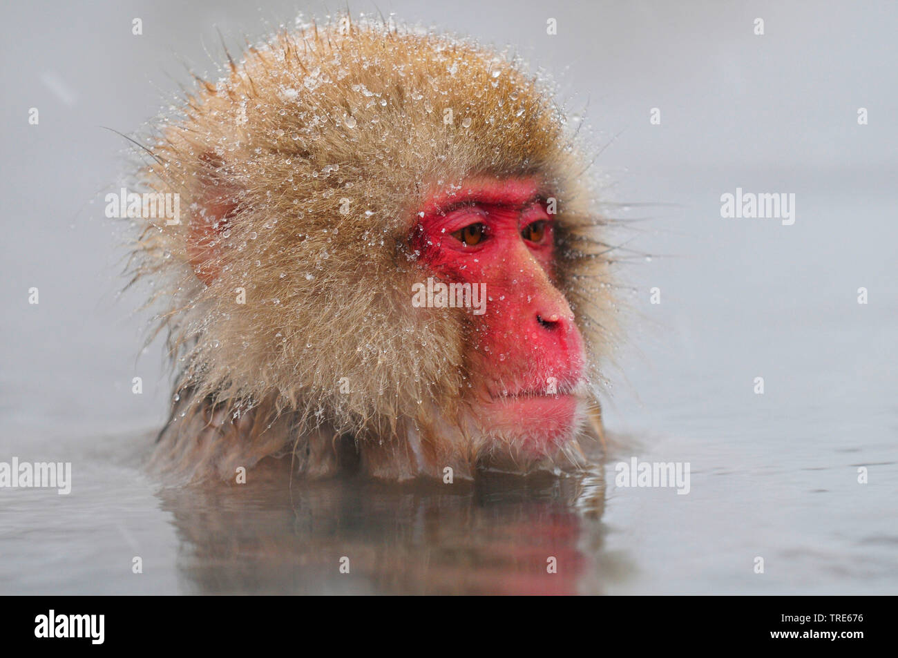 Japanese macaque, snow monkey (Macaca fuscata), bathing in a hot spring ...