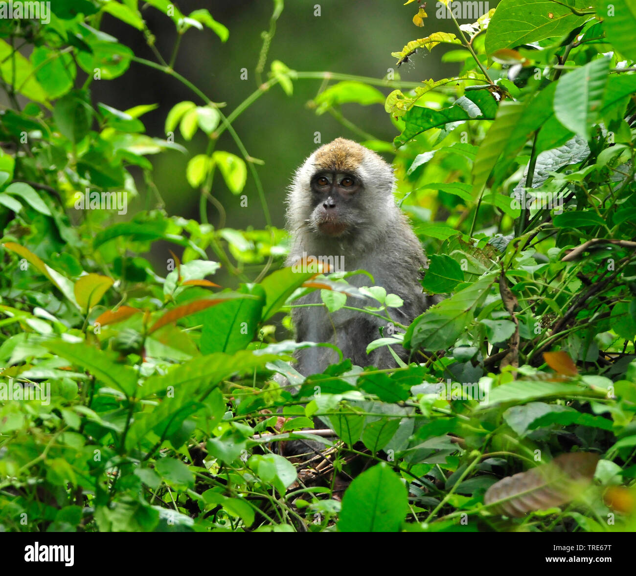 Crab-eating Macaque, Java Macaque, Longtailed Macaque (Macaca ...