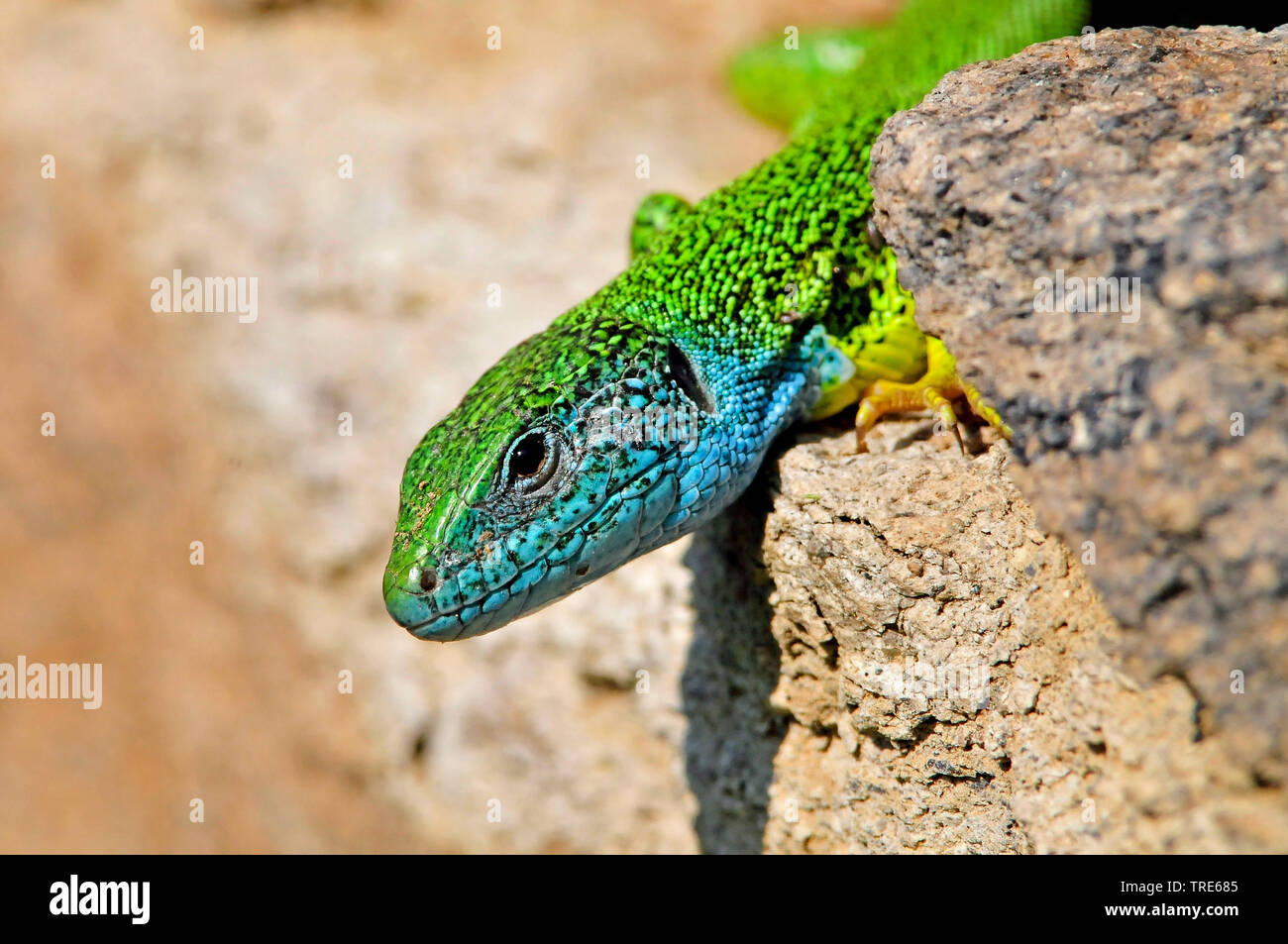 Eastern Green Lizard, European green lizard, Emerald lizard (Lacerta ...