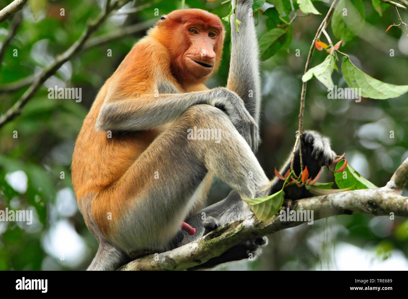 Proboscis monkey eye contact camera hi-res stock photography and images ...