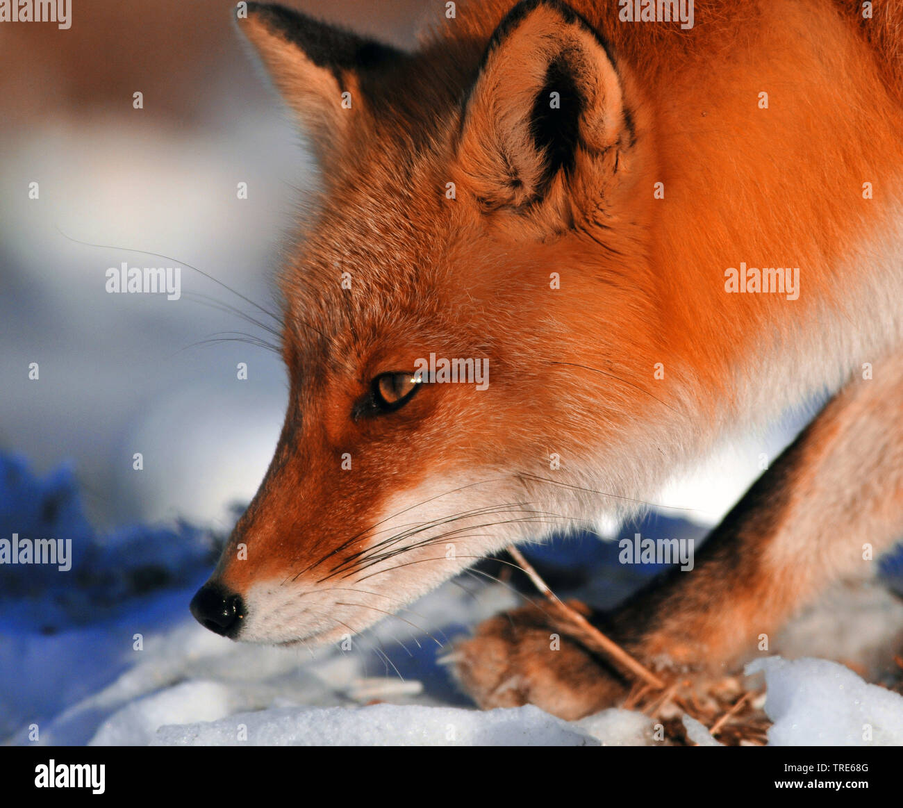Hokkaido red fox japan hi-res stock photography and images - Alamy
