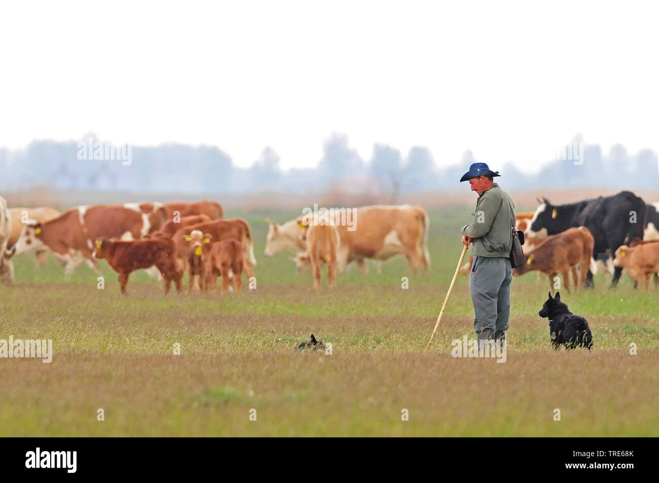 Cowherd and herding dogs with cattle herd hi-res stock photography and ...