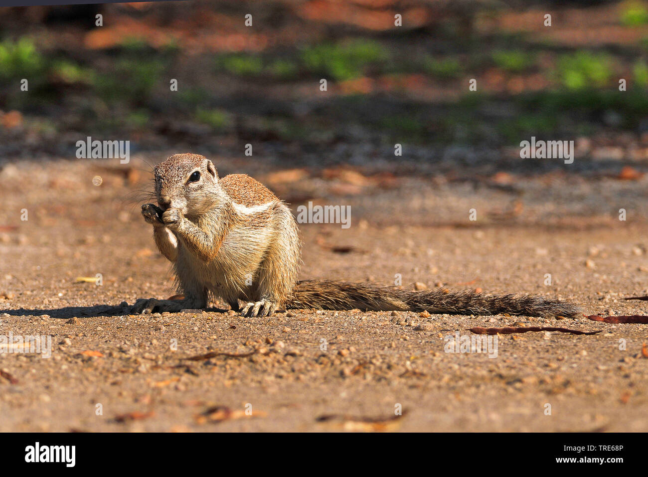 South African ground squirrel, Cape ground squirrel (Geosciurus inauris ...