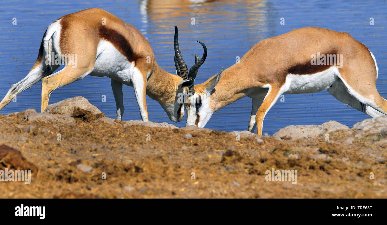 Springbucksspringboks hi-res stock photography and images - Alamy