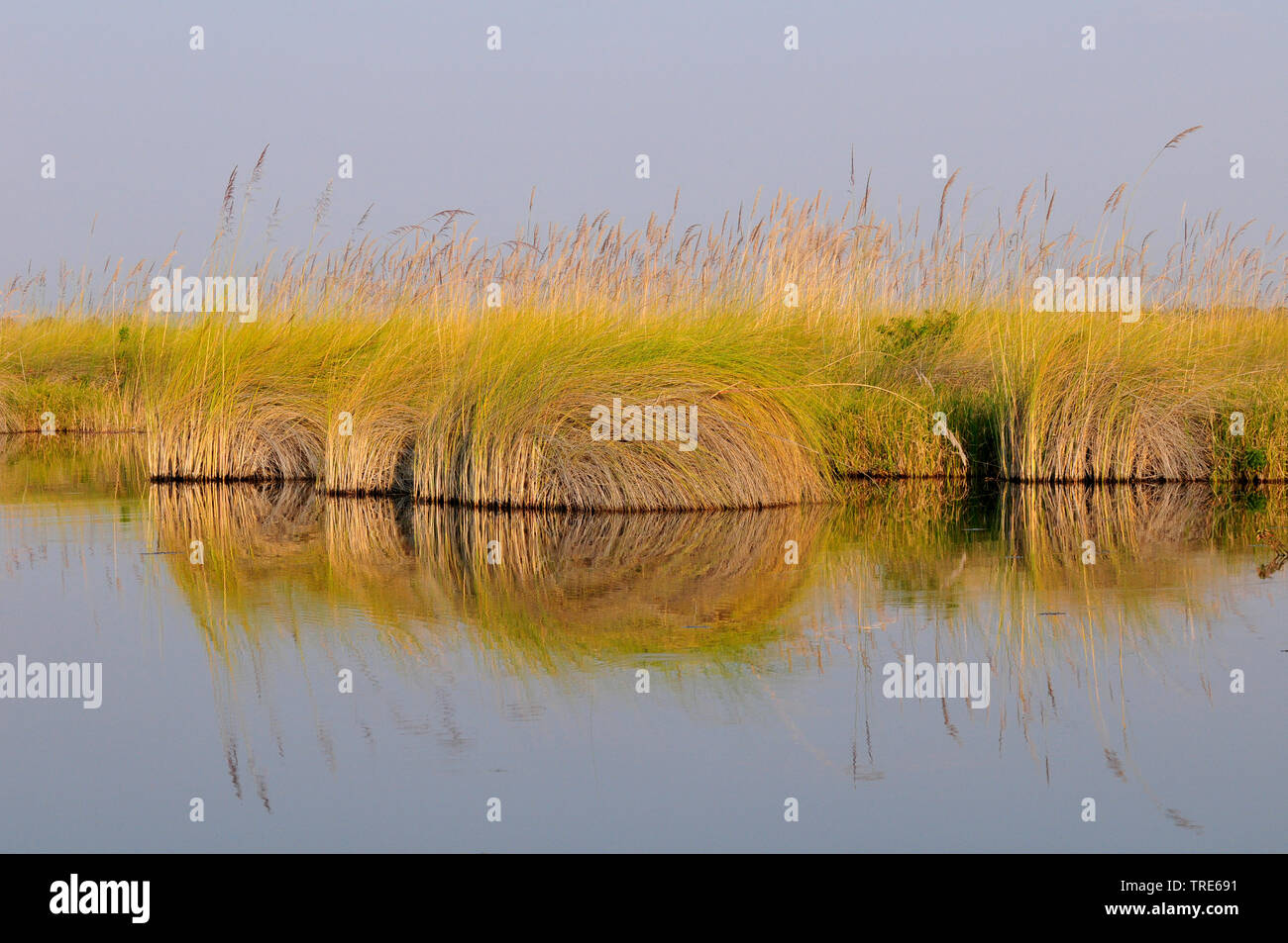 marsh, mirror image of the grass, Namibia Stock Photo - Alamy
