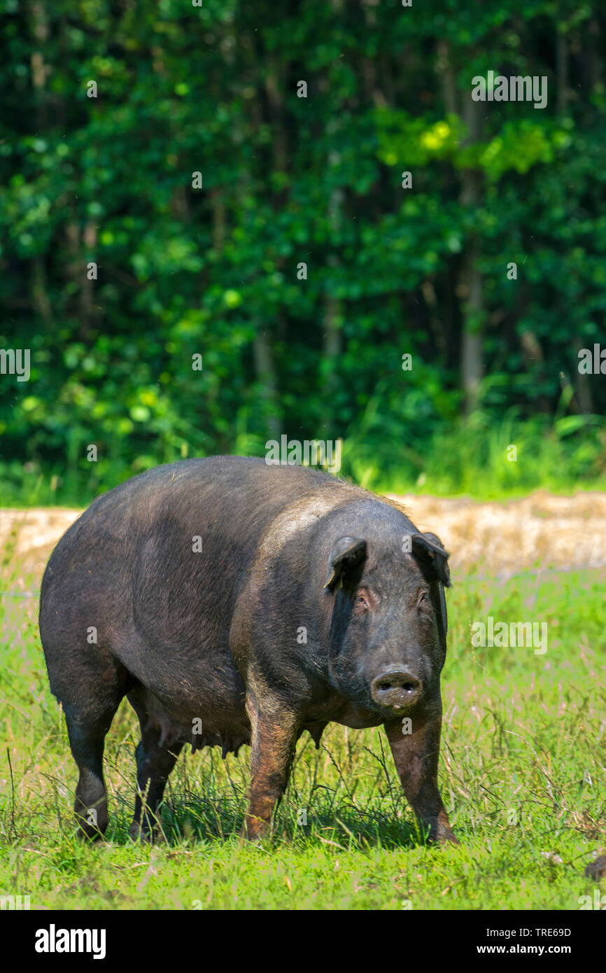 Farm netherlands pig hi-res stock photography and images - Alamy