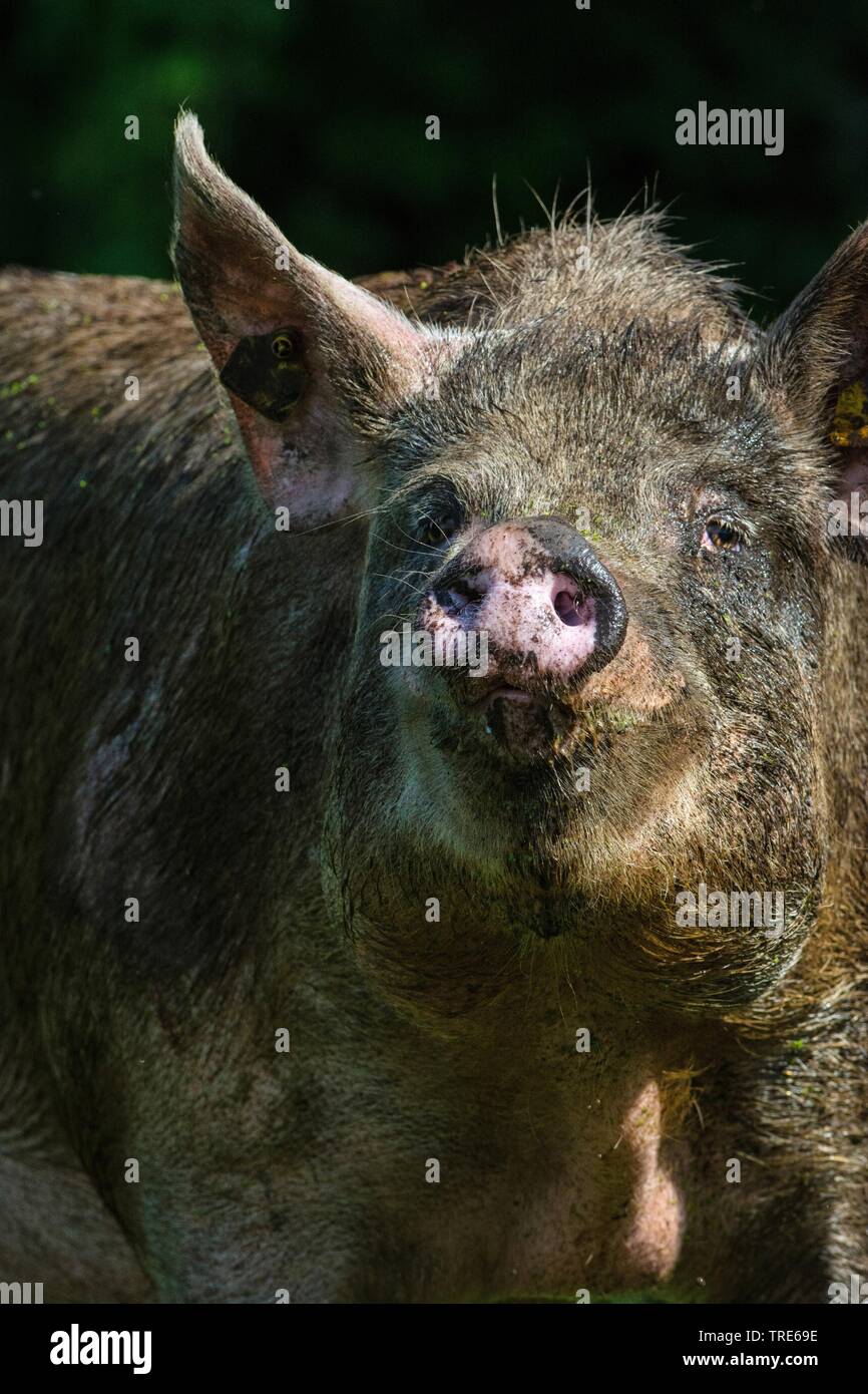 Farm Animals Pigs Bloody Mess