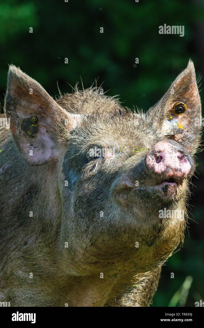 Pig mouth open hi-res stock photography and images - Alamy