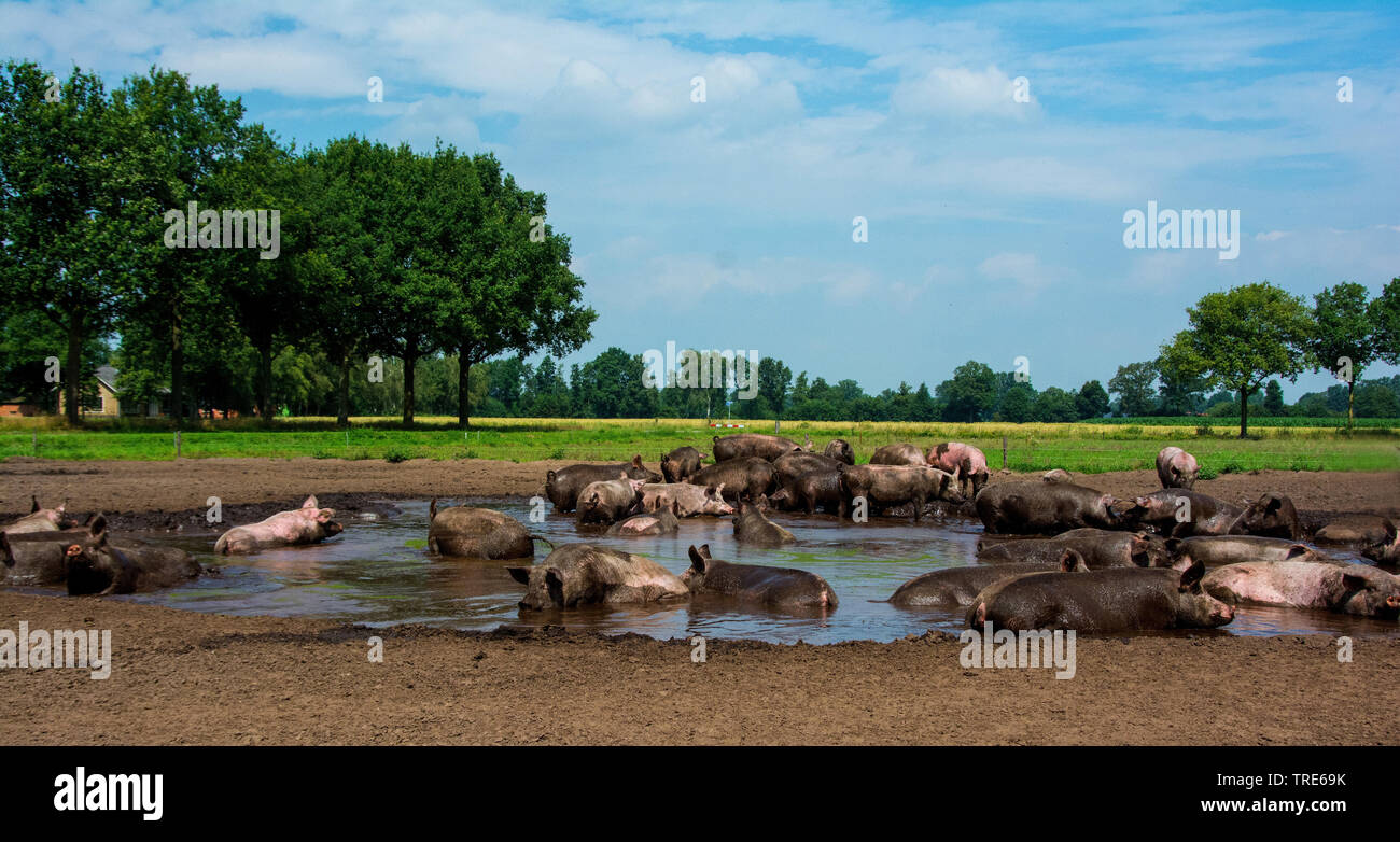 domestic pig (Sus scrofa f. domestica), pigs wallowing in a pond ...