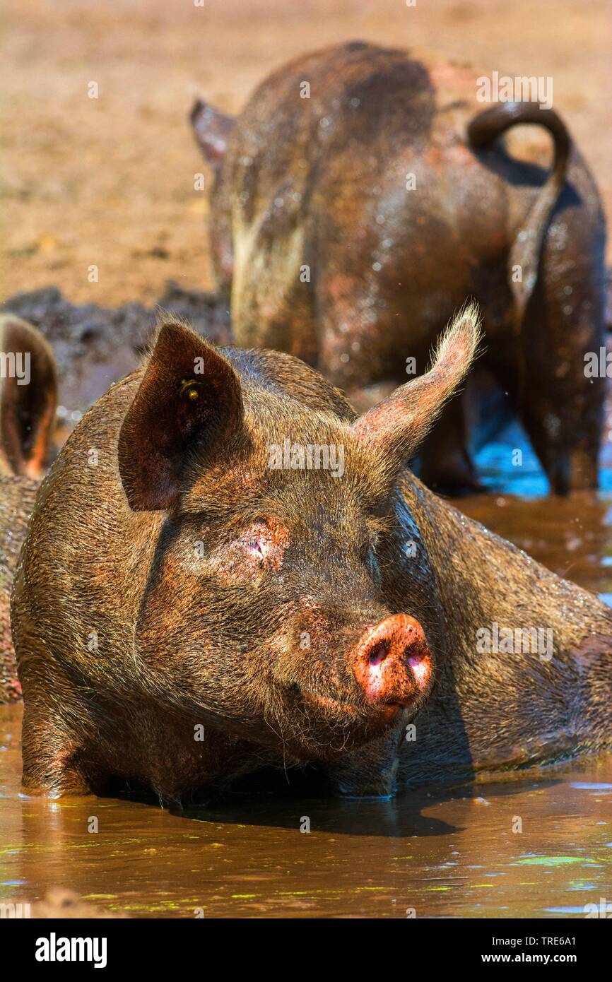 Pig farming ponds hi-res stock photography and images - Alamy