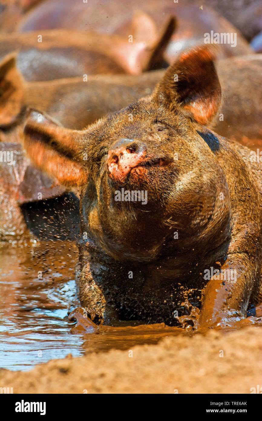 Pig farming ponds hi-res stock photography and images - Alamy