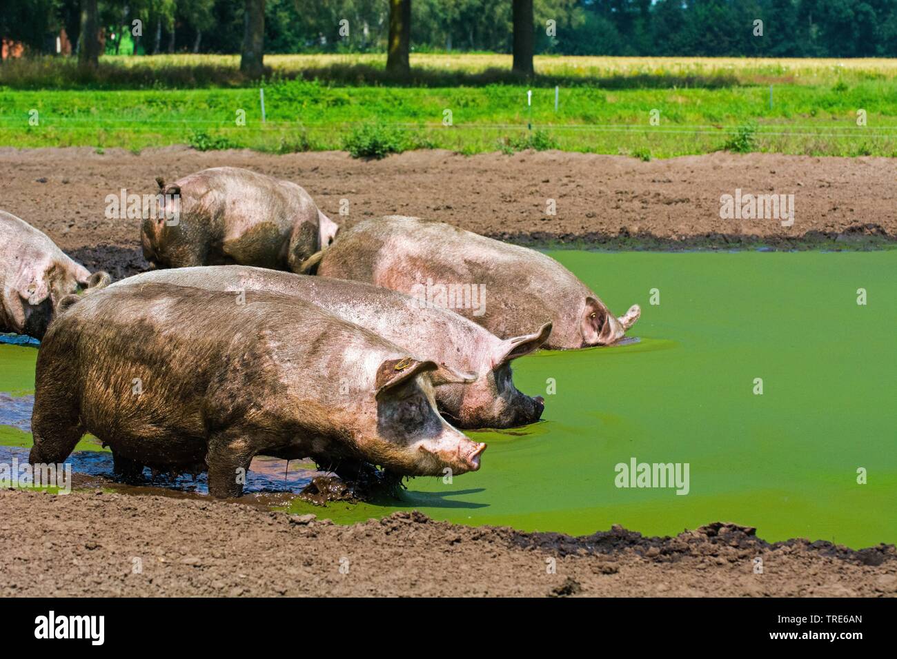 Pig farming ponds hi-res stock photography and images - Alamy