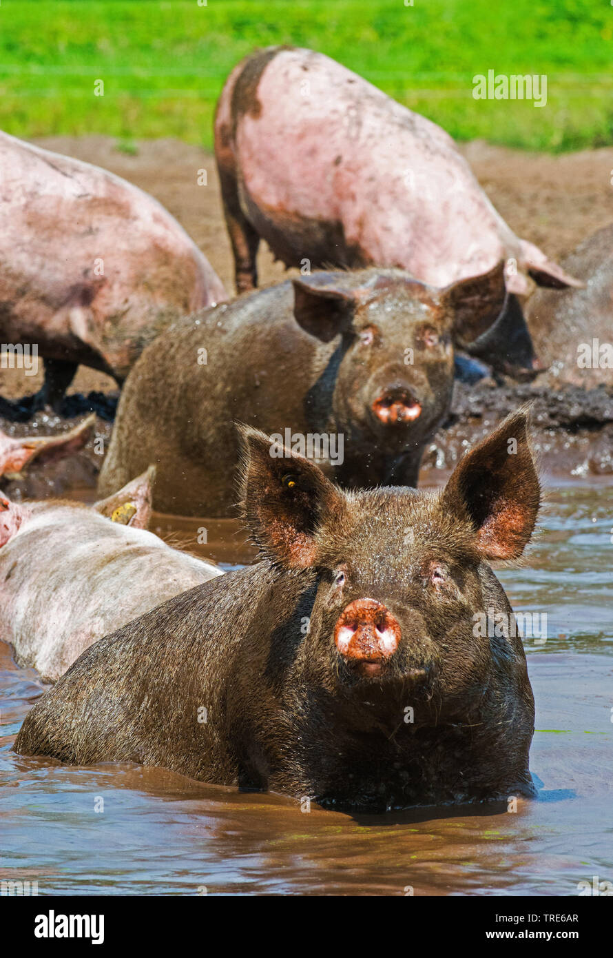 Pig wallowing hole hi-res stock photography and images - Alamy