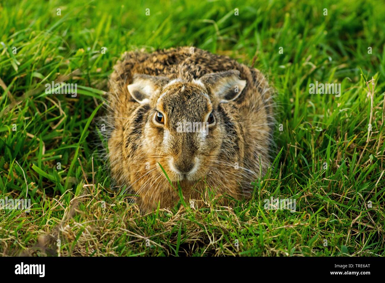 European hare, Brown hare (Lepus europaeus), resting in a meadow, front ...