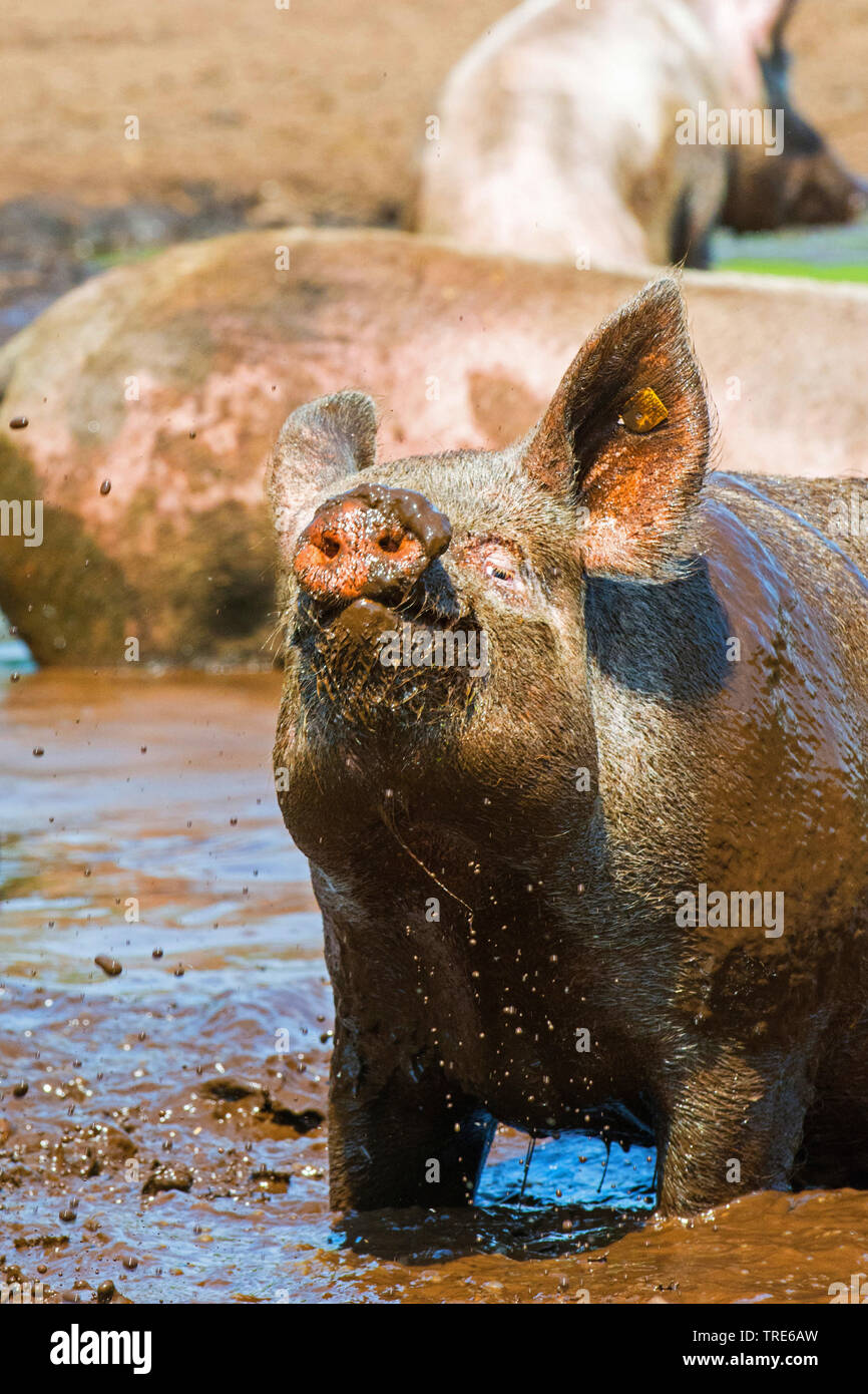 Pig farming ponds hi-res stock photography and images - Alamy