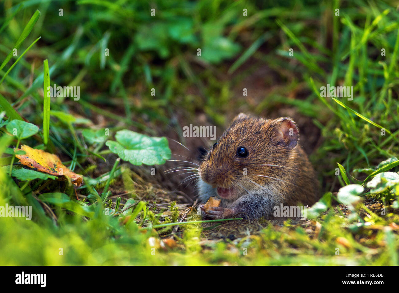 common vole (Microtus arvalis), looks out of its mousehole, Netherlands ...