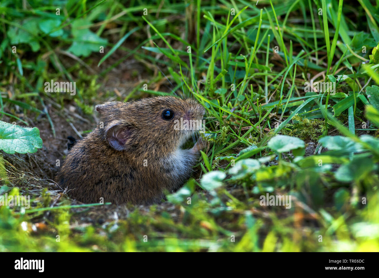 common vole (Microtus arvalis), looks out of its mousehole, Netherlands ...