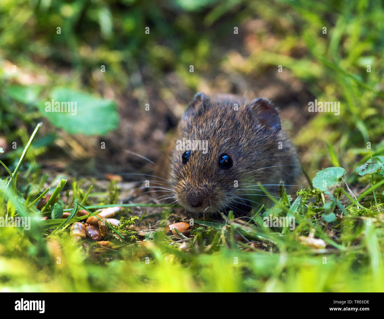 common vole (Microtus arvalis), looks out of its mousehole, Netherlands ...