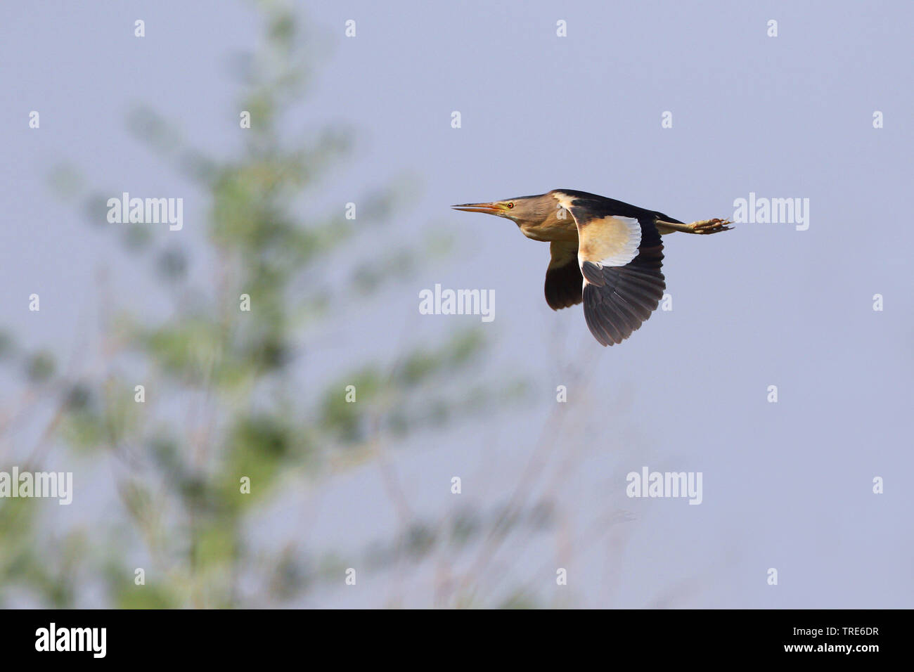 Little bittern flight hi-res stock photography and images - Alamy
