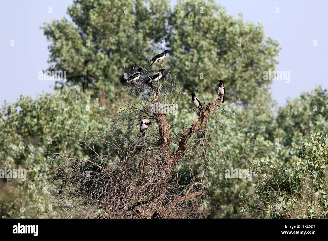 Mesopotamian Crow (Corvus corone capellanus, Corvus capellanus), group ...