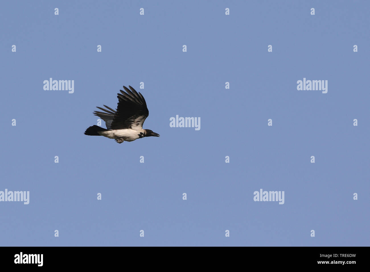 Mesopotamian Crow (Corvus corone capellanus, Corvus capellanus), in ...
