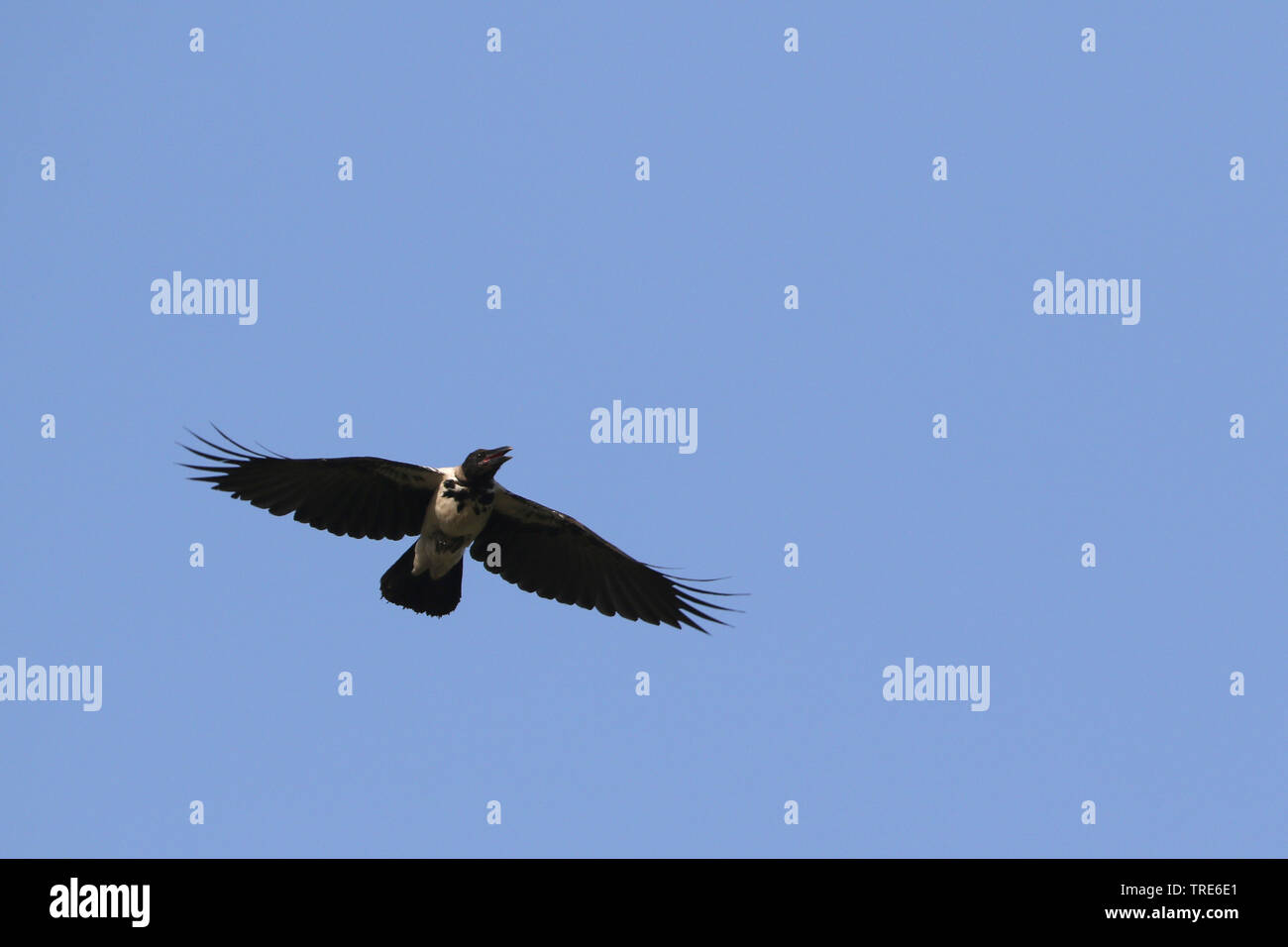 Mesopotamian Crow (Corvus corone capellanus, Corvus capellanus), in ...