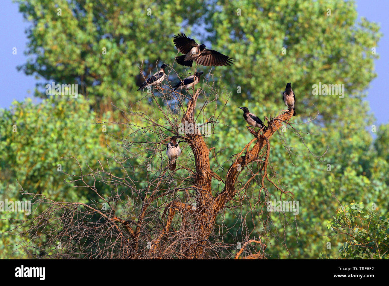 Mesopotamian Crow (Corvus corone capellanus, Corvus capellanus), group ...
