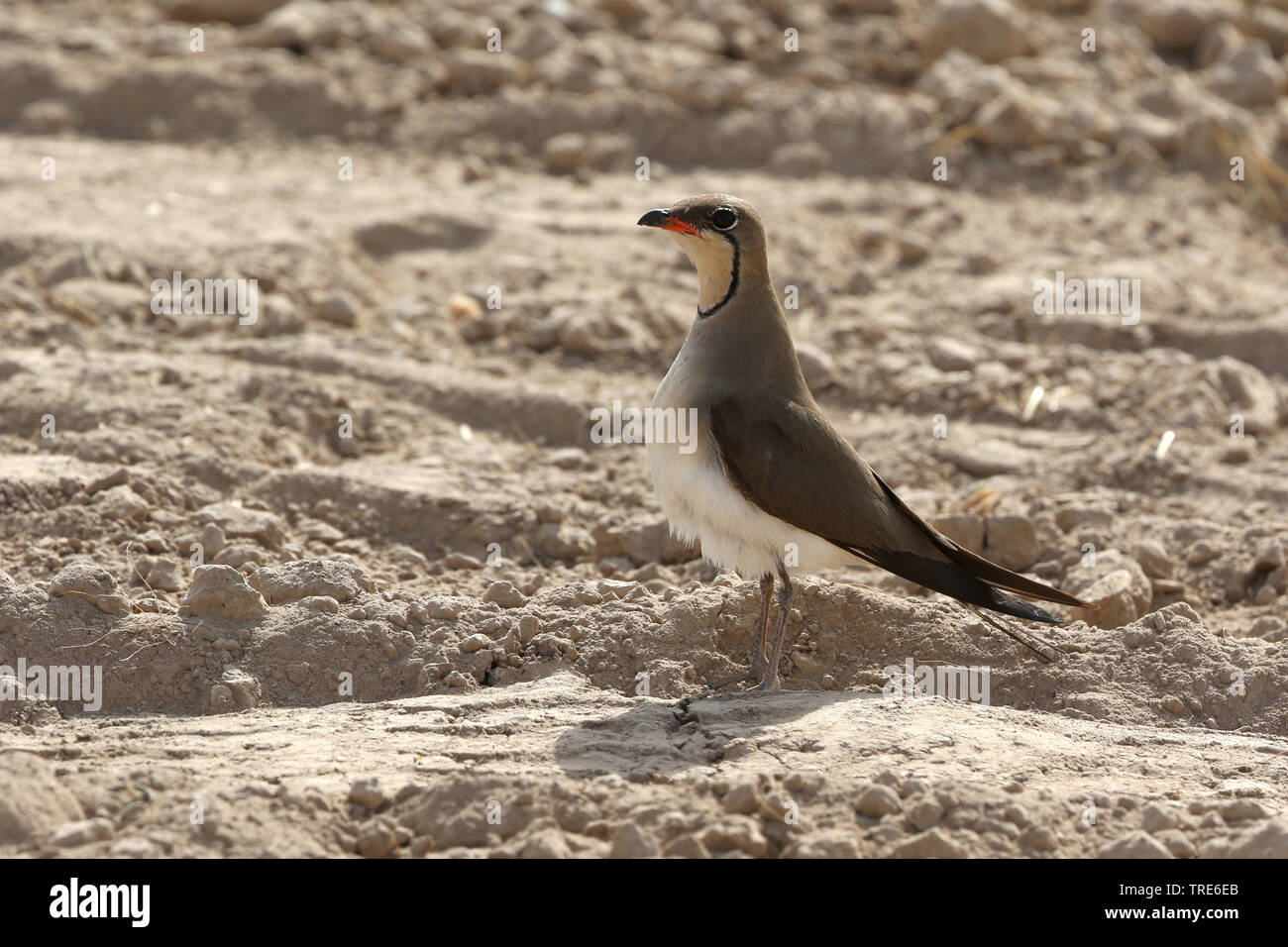 collared pratincole (Glareola pratincola), sitting on the ground, Iran ...