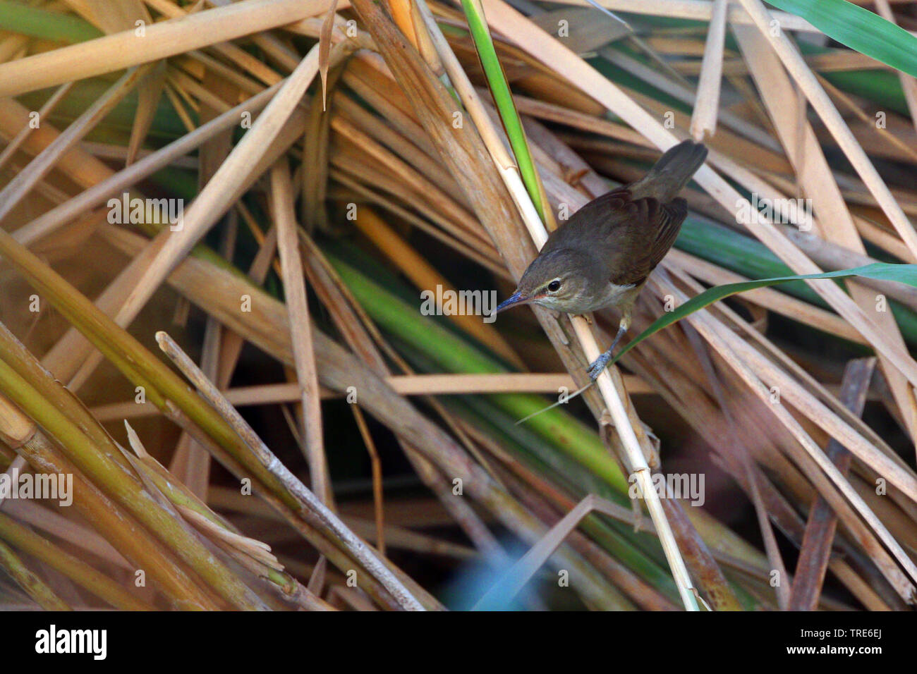 Basra reed warbler (Acrocephalus griseldis), sitting in reed, Iran ...