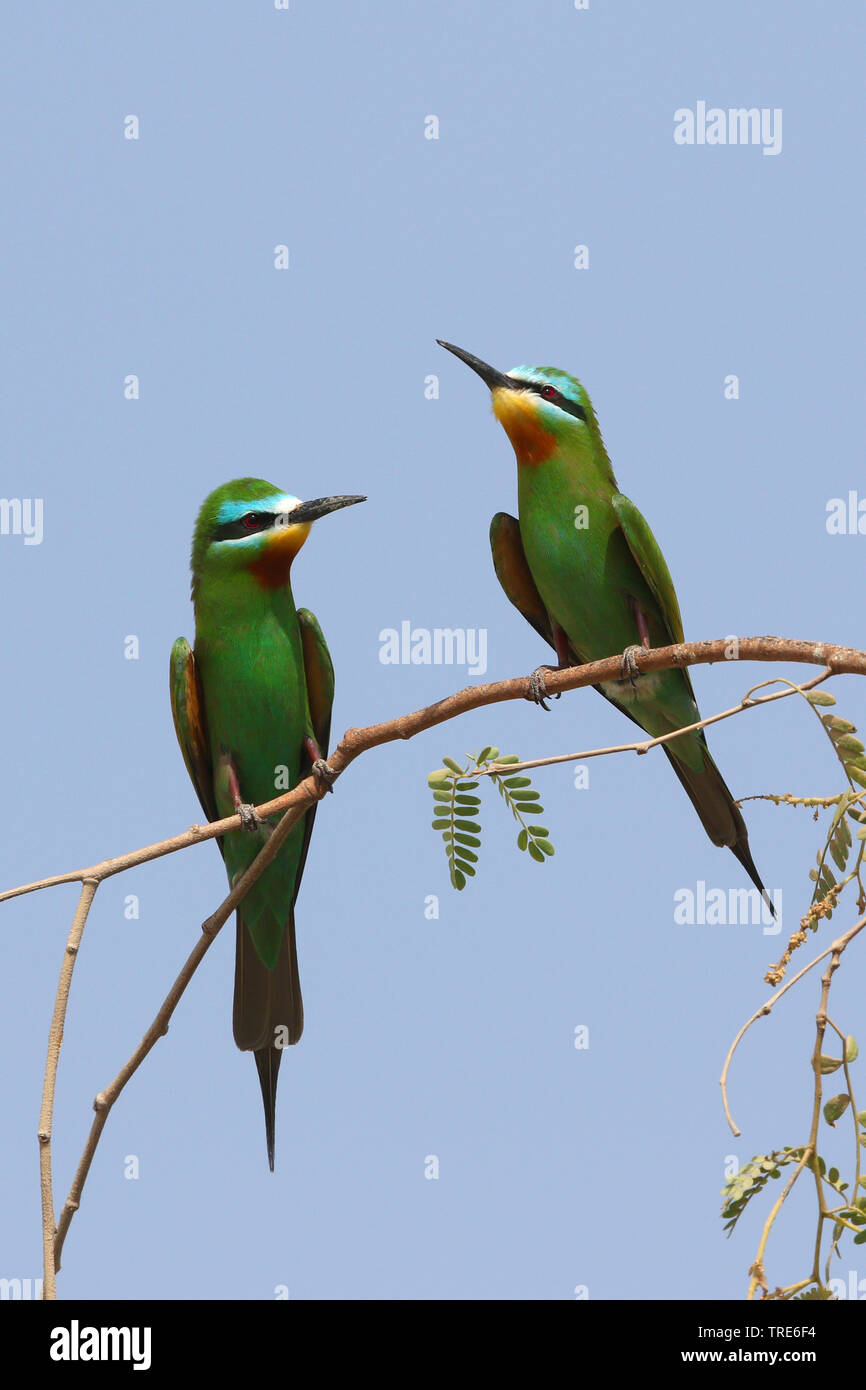 blue-cheeked bee-eater (Merops persicus), pair, Iran, Bandar Abbas ...