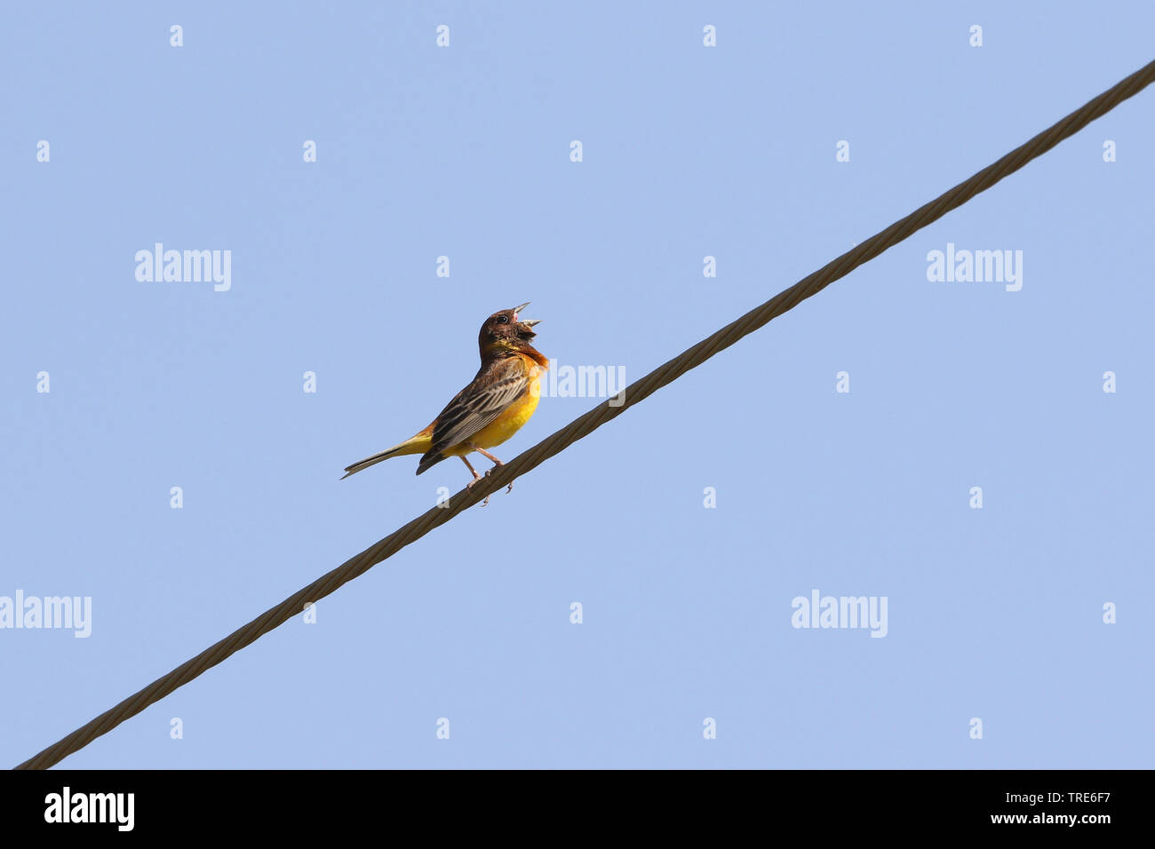 red-headed bunting (Emberiza bruniceps), Red Bunting x Black-headed ...