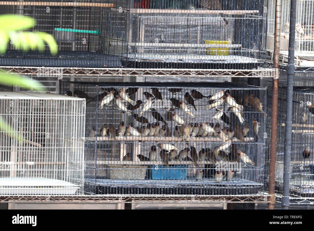 Singapore bird market hi-res stock photography and images - Alamy