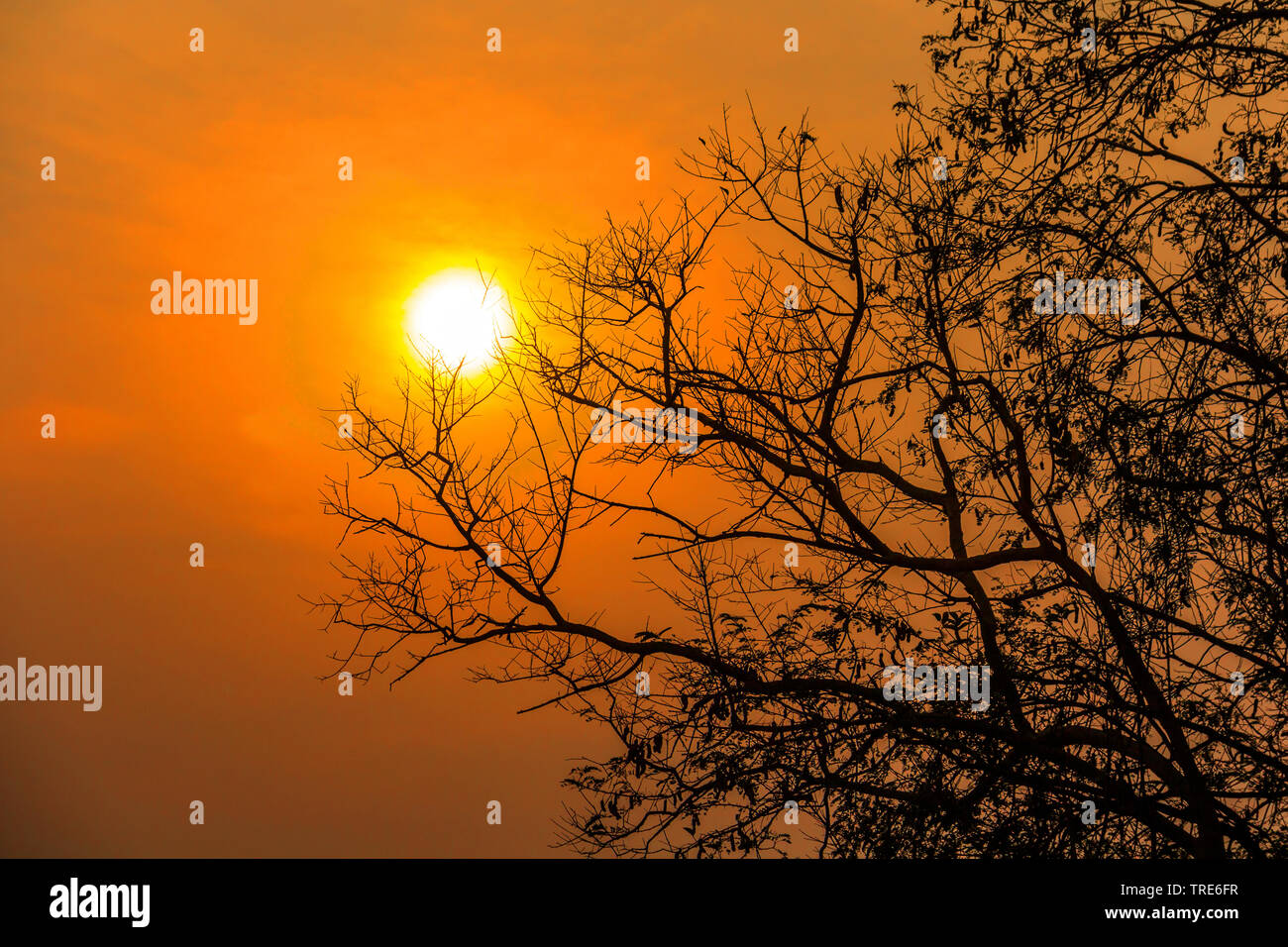 sunset with dead tree, silhouette shot Stock Photo - Alamy