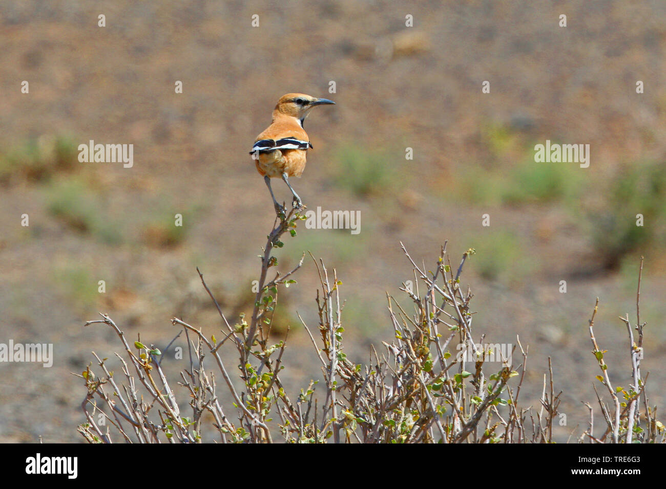 Iranian ground jay hi-res stock photography and images - Alamy