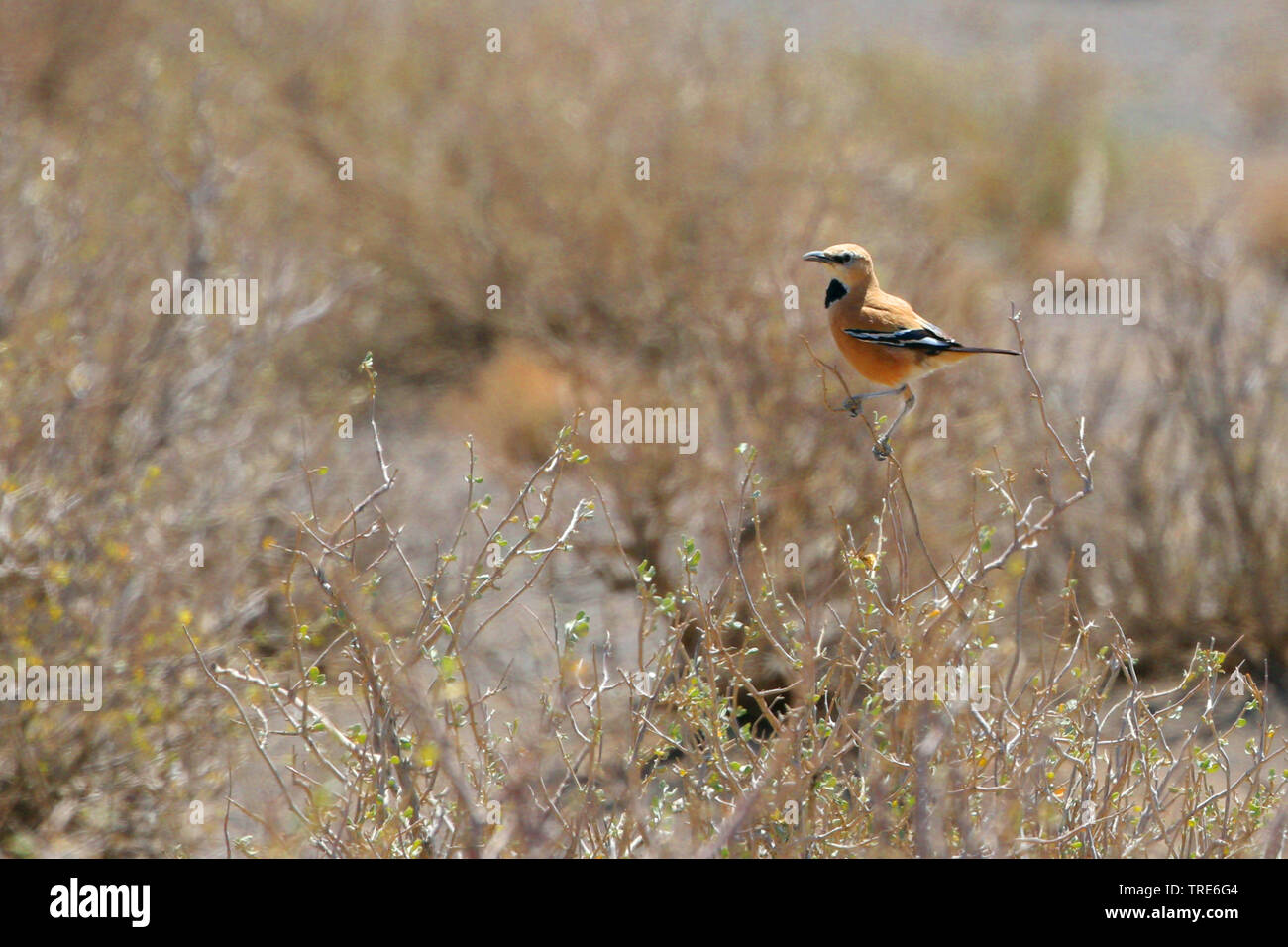 Iranian Ground-Jay (Podoces pleskei), sitting on a bush, Iran, Touran ...