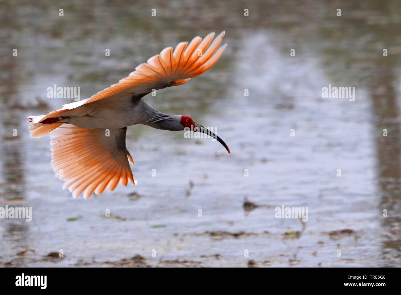 Asian Crested Ibis