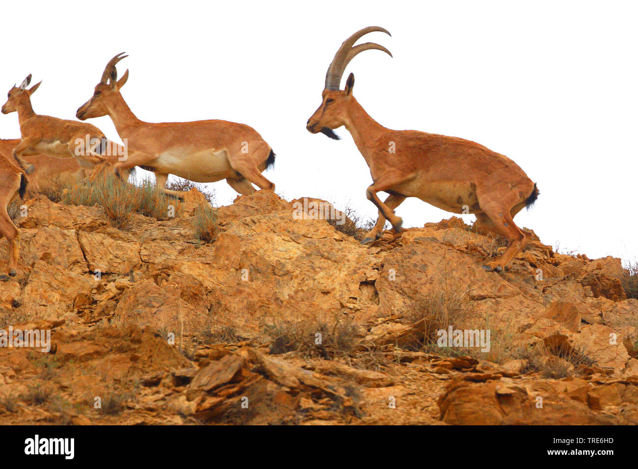 The persian wild goat hi-res stock photography and images - Alamy