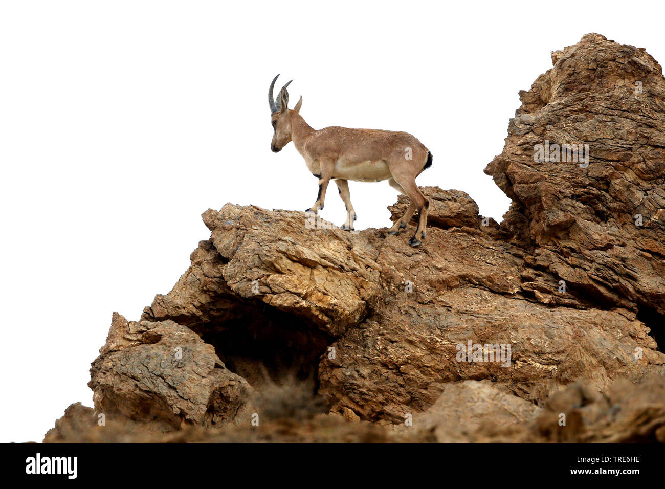 Goat iran middle east hi-res stock photography and images - Alamy