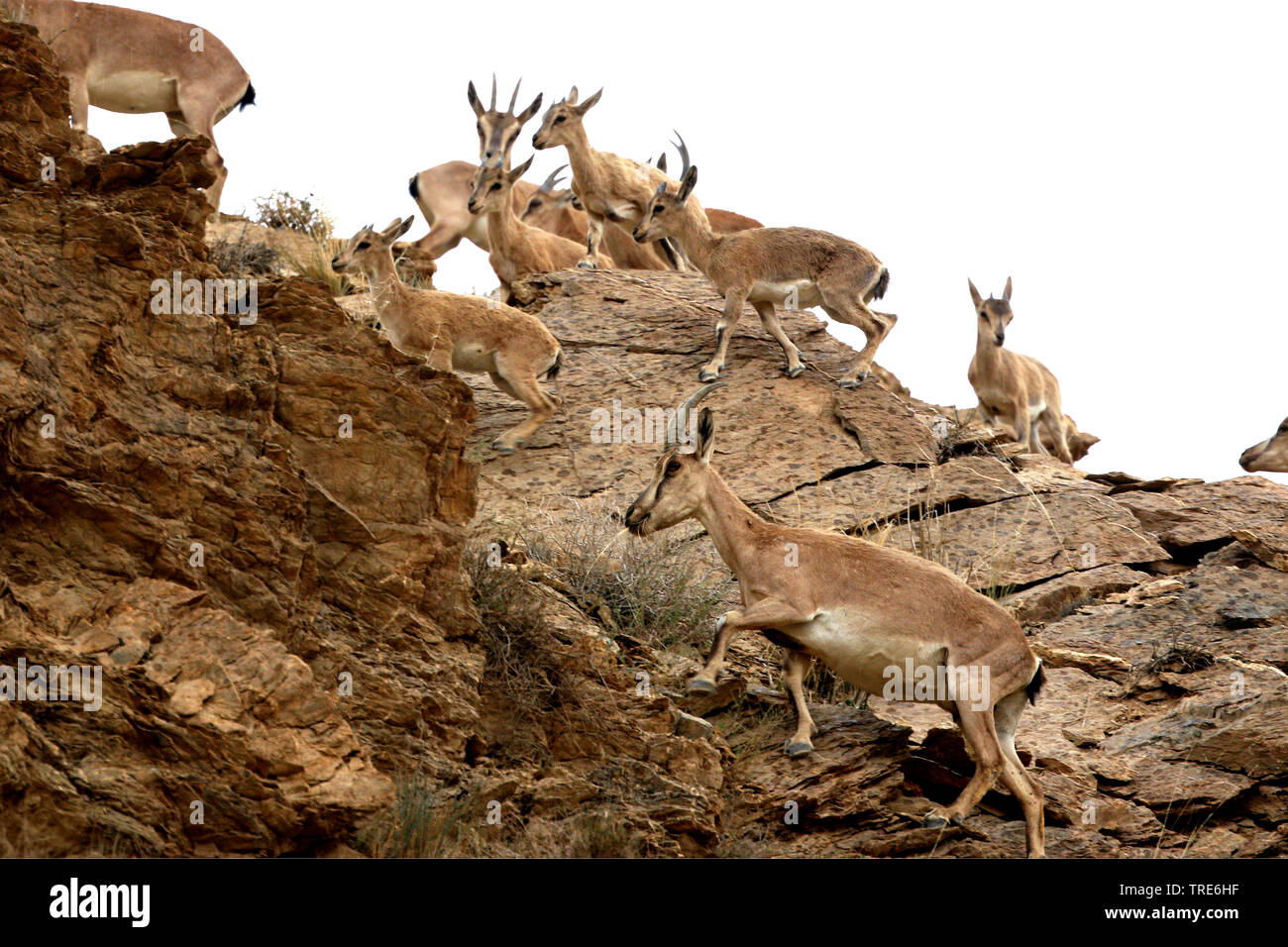 Goat iran middle east hi-res stock photography and images - Alamy