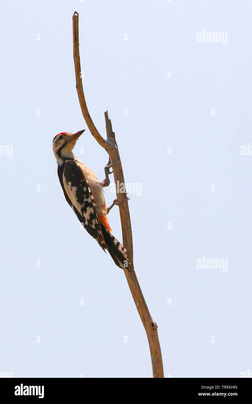 Sind woodpecker hi-res stock photography and images - Alamy