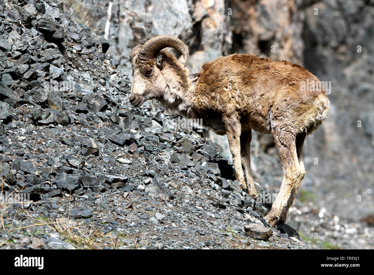 argali (Ovis ammon), Mongolia, Yolyn Am Stock Photo - Alamy