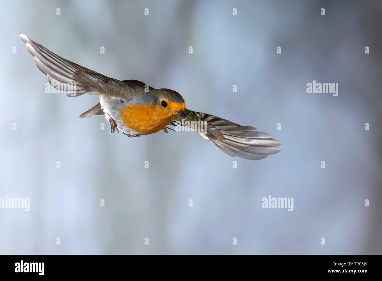 European robin (Erithacus rubecula), in flight, Germany Stock Photo - Alamy
