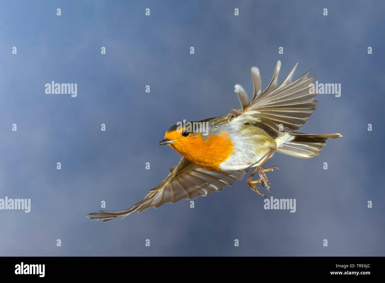 Side view of bird in flight hi-res stock photography and images - Alamy