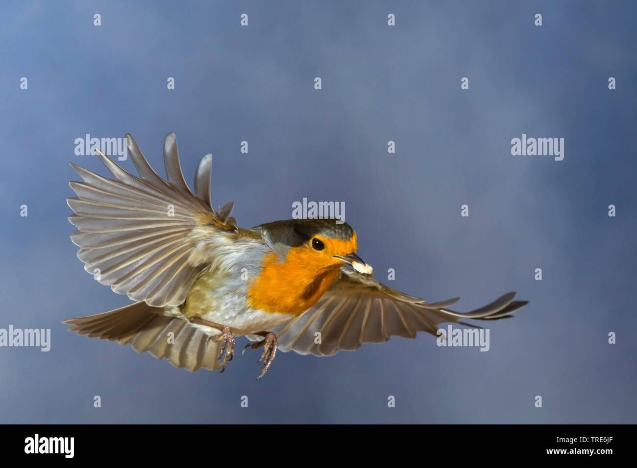 European robin (Erithacus rubecula), in flight with feed in the bill ...