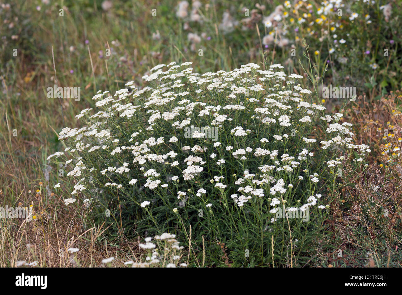 Yarrow, Common yarrow (Achillea millefolium), blooming, Germany Stock ...
