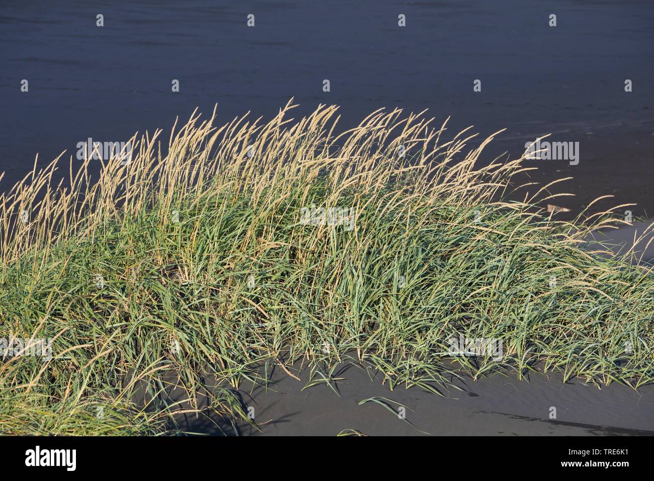 blue lyme grass, sand ryegrass, sea lyme grass, lyme grass (Elymus ...